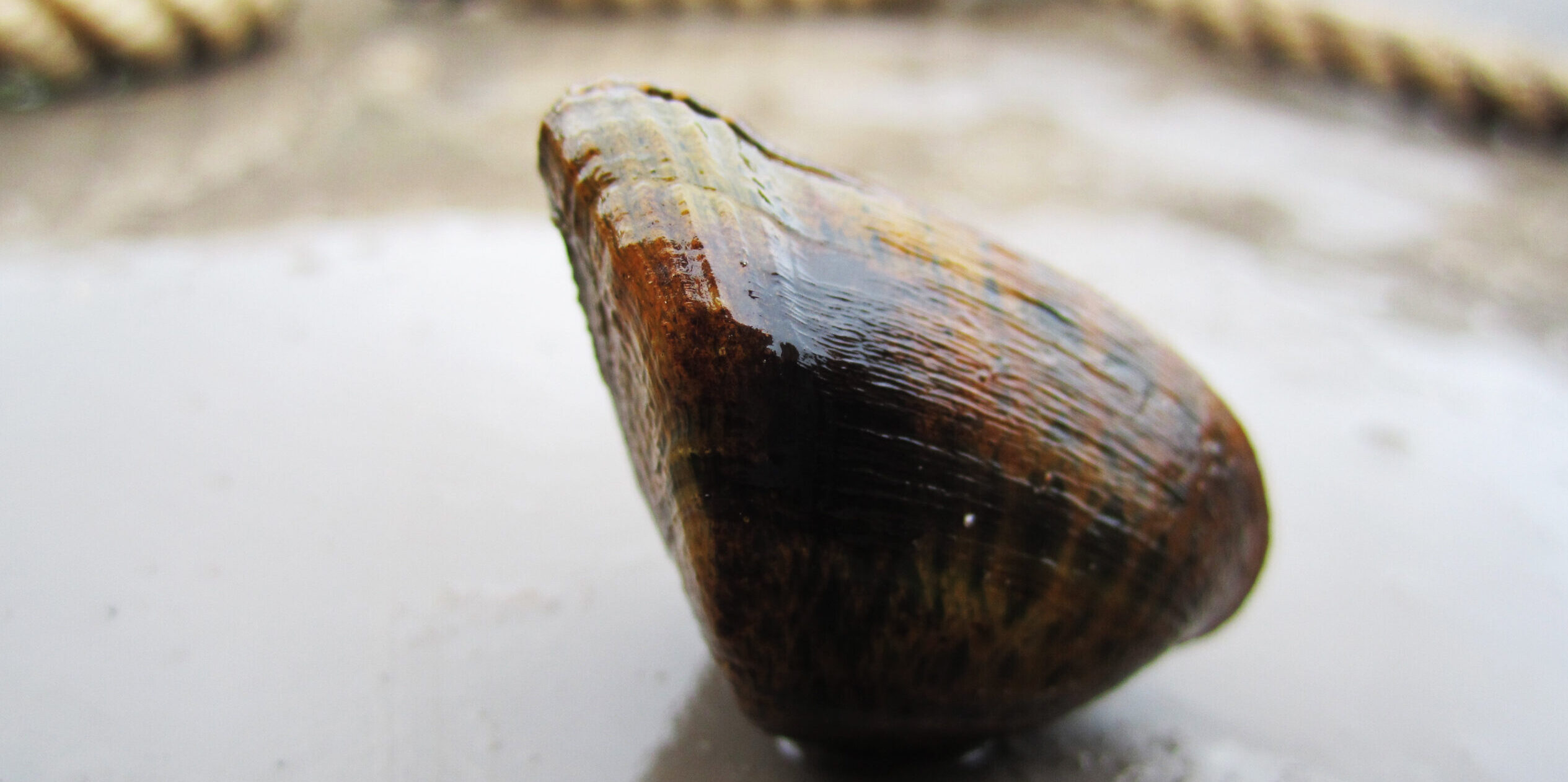 Mussel Relocation - RIVER FOR ALL